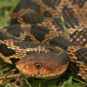 Eastern Fox Snake