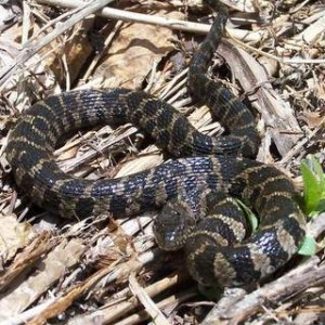 Northern Water Snake