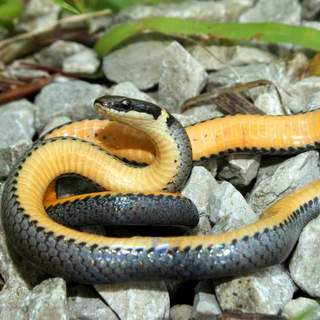 Northern Ring-necked Snake