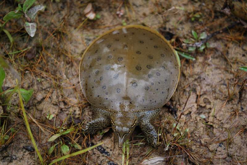 Eastern Spiny Softshell Turtle - HRM