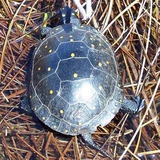 Spotted Turtle - HRM