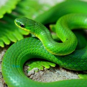 Smooth Green Snake