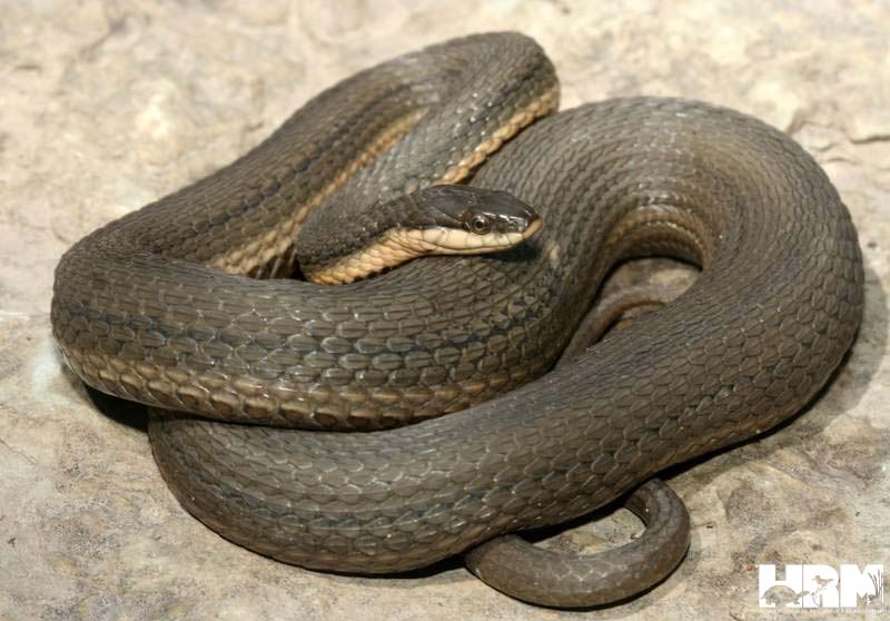 Queen Snake - HRM
