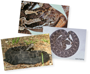 Eastern Massasauga Rattlesnake - HRM