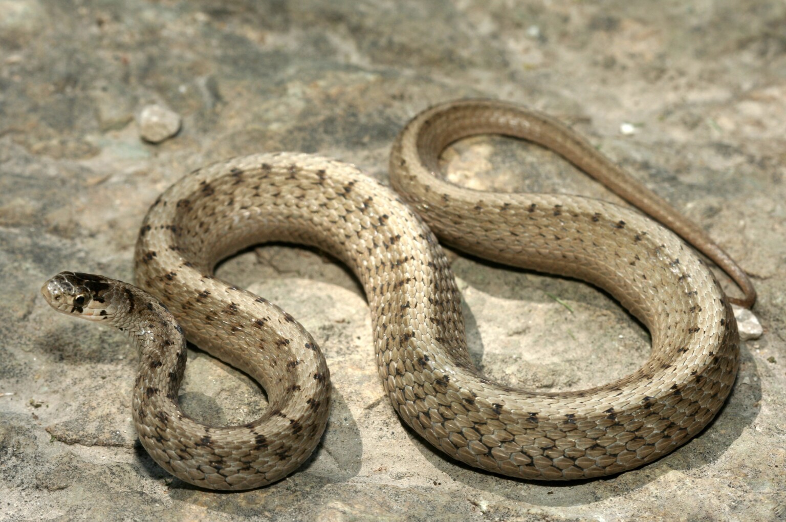 Northern Brown Snake - HRM