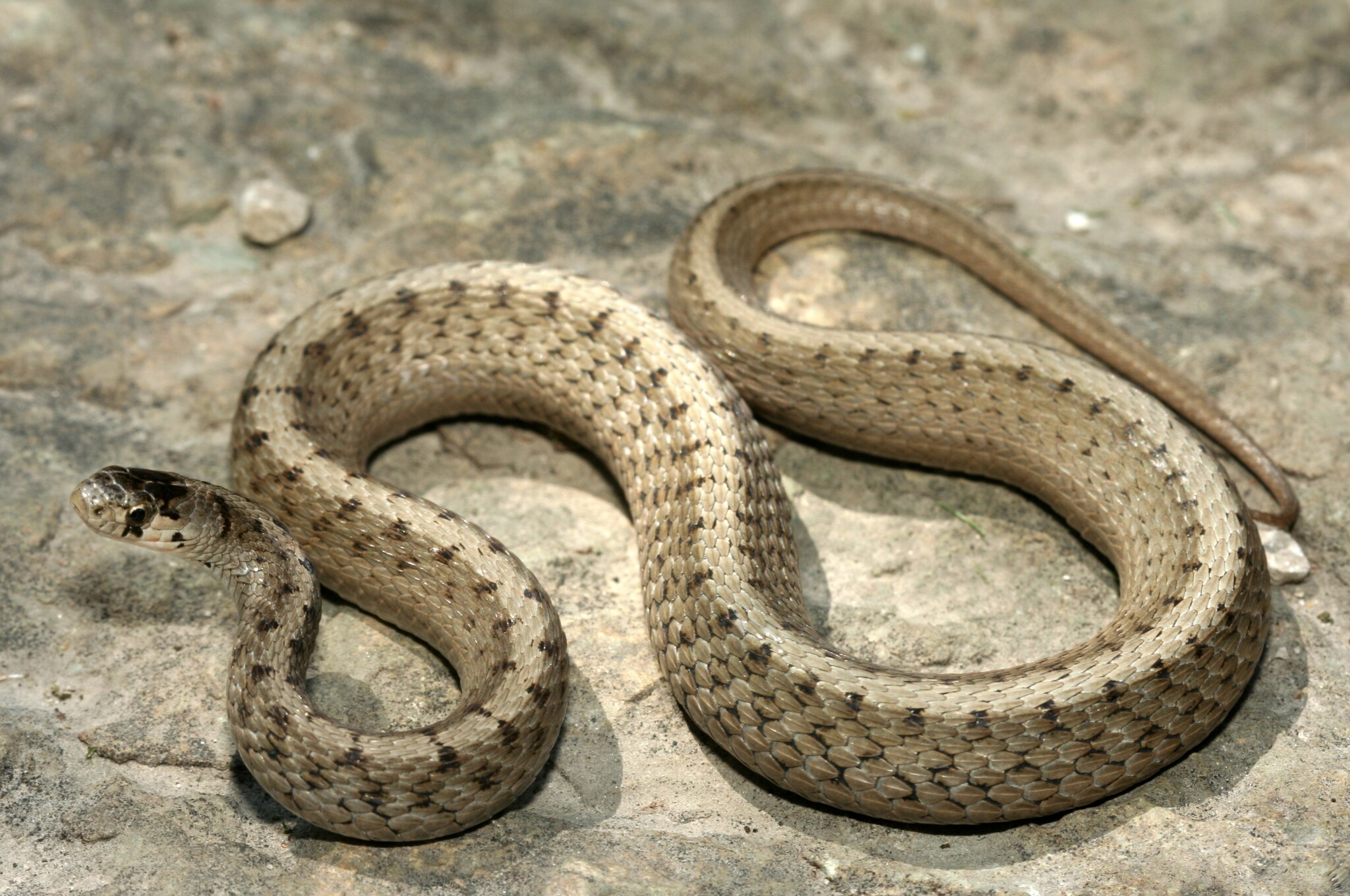 Northern Brown Snake - HRM